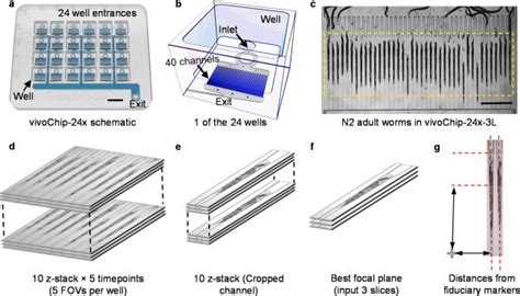 microfluidic research on developmental toxicity testing