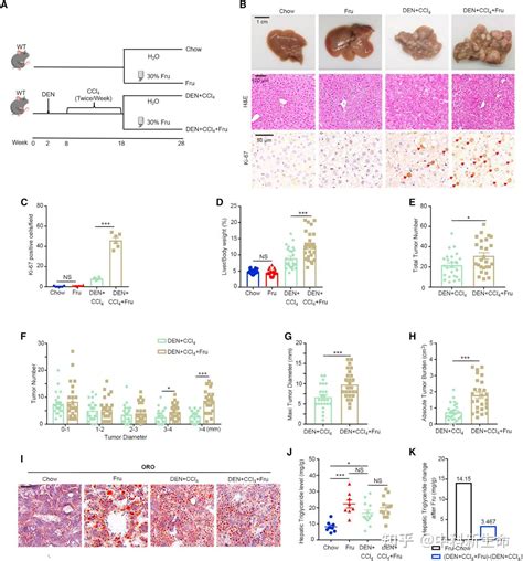 署名文章cell Metabolism（if 29）丨重庆医科大学利用代谢组和o 糖基化蛋白组揭示高果糖饮食促进肝癌进展的新机制 知乎