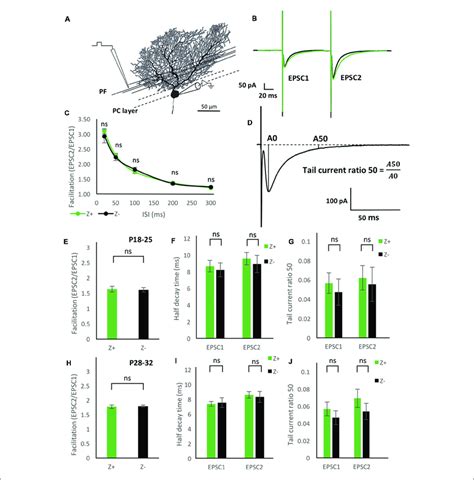 Similar Excitatory Postsynaptic Current Epsc Properties Of The