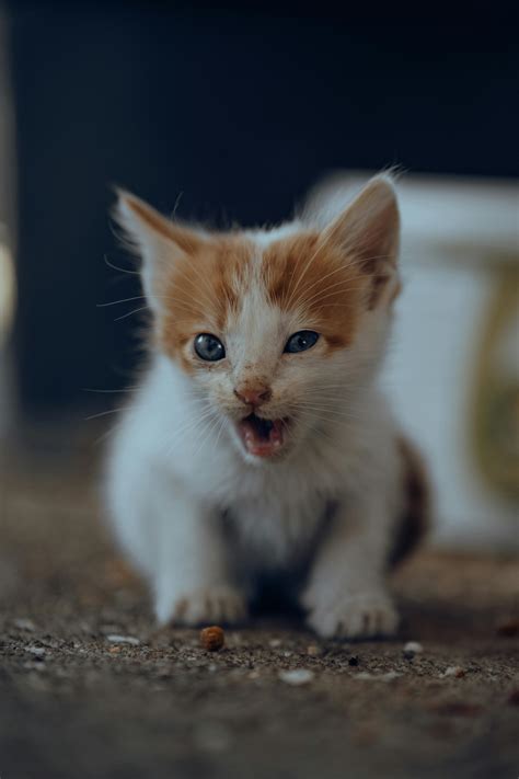 Kitten Meowing