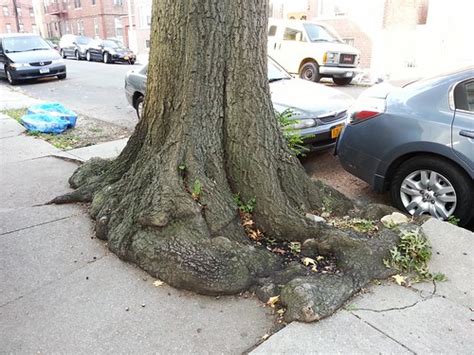 Man Vs Tree I M Just Walkin