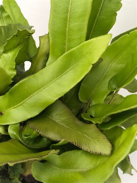 Asplenium Phyllitis Scolopendrium Golden Valley Plants