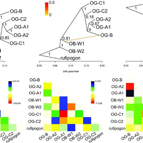 treemix admixture graph of genetic groups from o barthii o