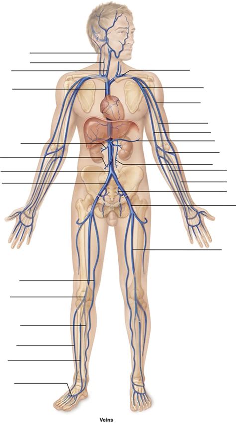 Human Venous System Diagram Quizlet