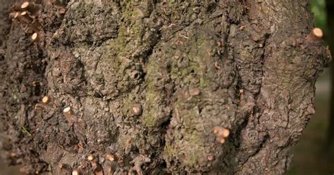 Sick Tree Images Browse 171 Stock Photos Vectors And Video Adobe Stock