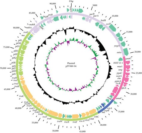 The Circular Map Of Plasmid PPV The Circle On The Outside Download Scientific