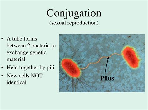 BACTERIA NOTES Ppt Download