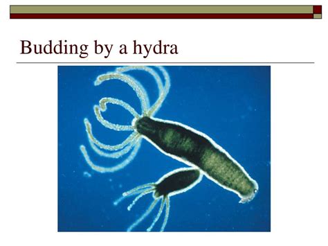 Ppt Meiosis Powerpoint Presentation Free Download Id 2031858