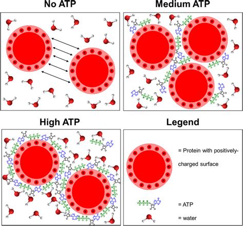 Effect Of ATP In LLPS Of Positively Charged Proteins ATP Promotes Or Download Scientific