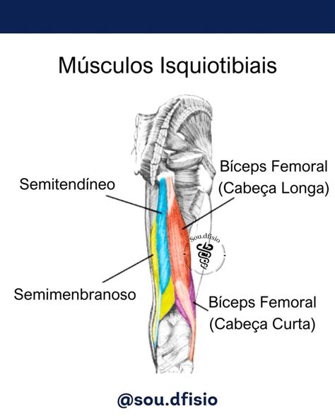 📍músculos Isquiotibiais Anatomia Muscular Escola De Medicina Cinesiologia