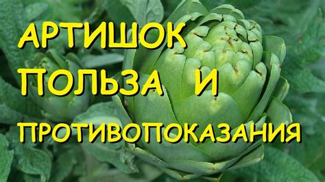 Вытяжка и экстракт артишока: полезные свойства и противопоказания ...