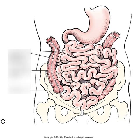 Ch 15 Digestive Loops Of Intestine Labeling Diagram Quizlet