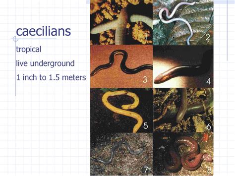 Amphibian And Reptile Management Ppt Download