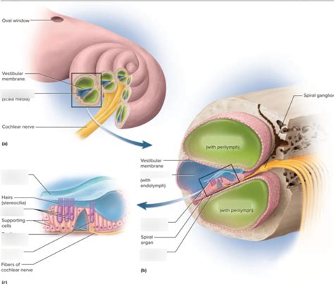 Cochlea Diagram Quizlet