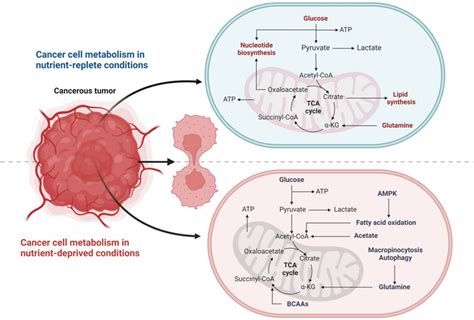 cancer cell metabolism in nutrient rich and nutrient depleted