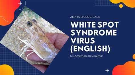 detection of white spot syndrome virus wssv by wester
