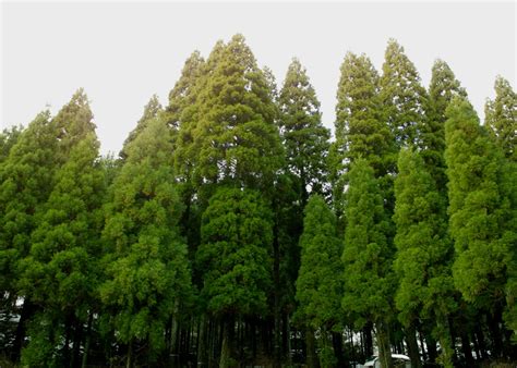 Brils Coniferous Clock Is Filled With Leaves That Take A Year To Die