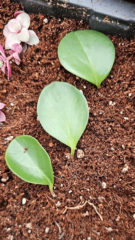 Rubber Plant Leaf Propagation R Propagation