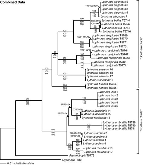 Bayesian Consensus Tree Resulting From 2291 Bp Of Combined Nd2 Atpase8 Download Scientific