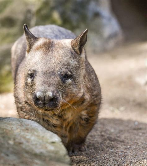 Southern Hairy Nosed Wombat Featherdale Sydney Wildlife Park
