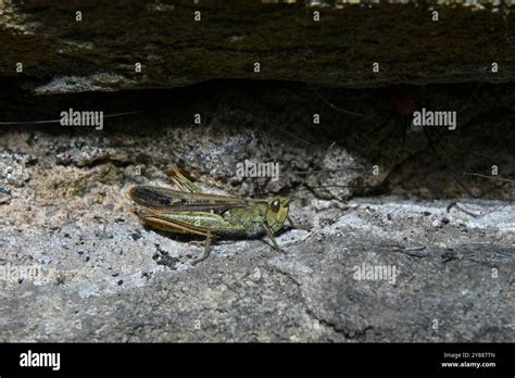 A Mature Lesser Field Grasshopper In A Gap In A Wall The Other Legs In