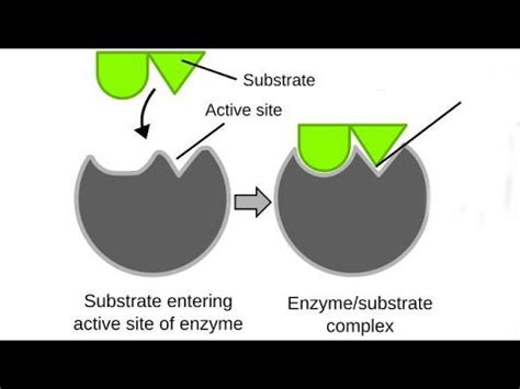 How Enzymes Speed Up Reactions YouTube