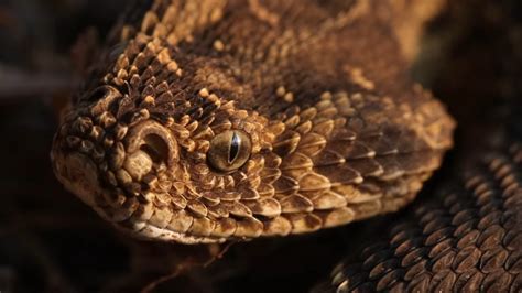 Florida Python Invasion Unmasking The Potential Threat Of 7 Deadly Exotics