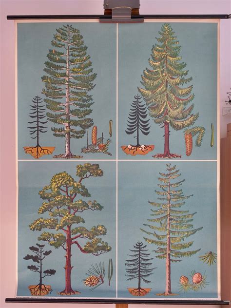 Vintage Conifer Trees School Chart Tellus Verlag Original Educational Chart Etsy