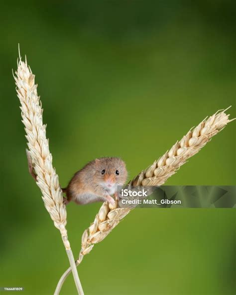 사랑스러운 귀여운 수확 마우스 마이크로 미누스 밀 줄기와 중립 녹색 자연 배경 갈고리 발톱에 대한 스톡 사진 및 기타 이미지 갈고리 발톱 귀여운 꼬리 Istock
