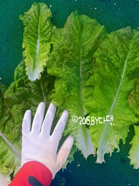 난각칼슘액비 만드는 방법 네이버 블로그