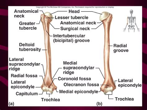 Anatomy Of The Arm Detailed Ppt