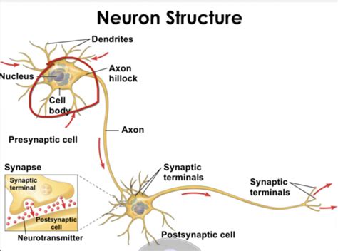 Nuerons Synapses And Signaling Flashcards Quizlet