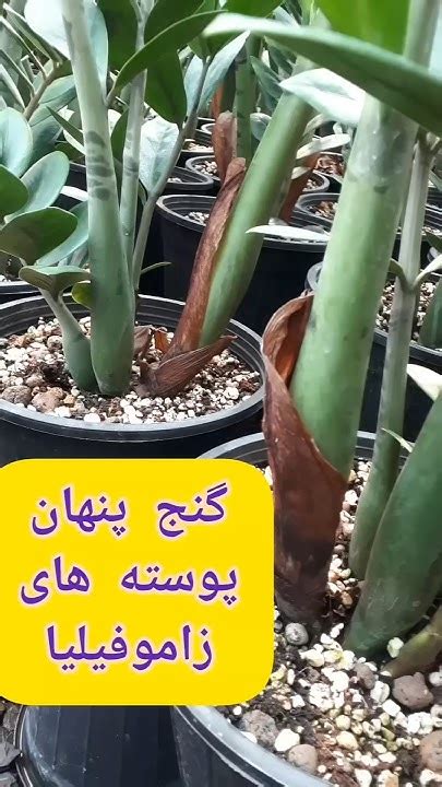 گنج نهان پوسته زاموفیلیا Youtube