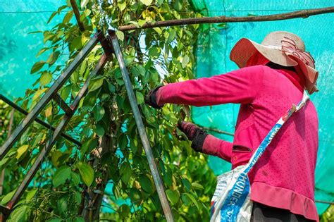 ក្រសួង កសិកម្ម ៖ ប្រទេស កម្ពុ ជា មាន ប្រពៃណី ជាង ៧០០ ឆ្នាំ មកហើយ ក្នុង ការដាំដុះ ម្រេច ដែលជា