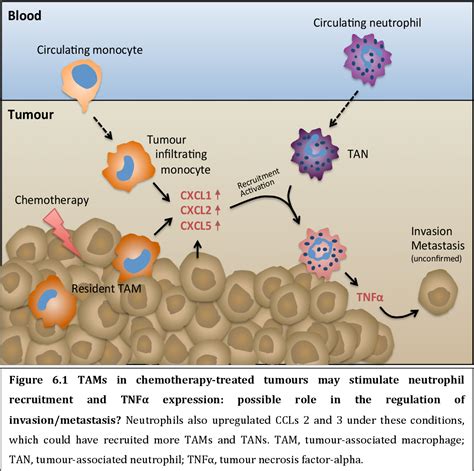 Figure 1 2 From The Response Of Tumour Infiltrating Myeloid Cells To