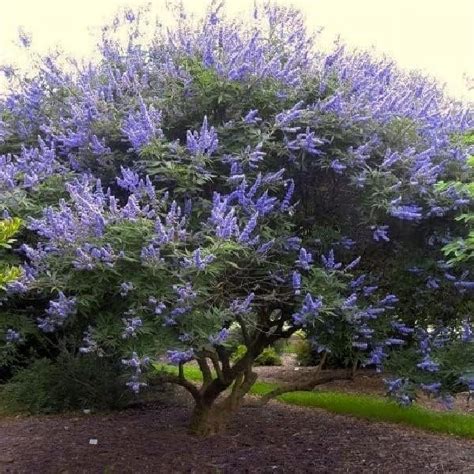 Chaste Tree 3 Live Seedlings Texas Lilac Shoal Creek Vitex Agnus Castus