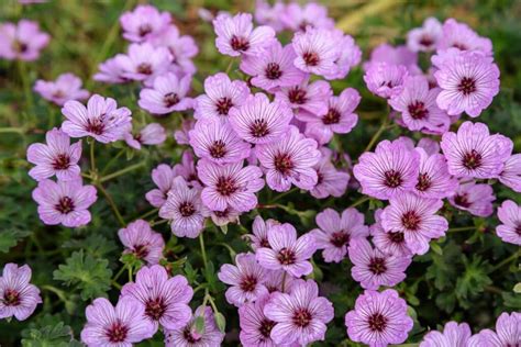 32 Perennial Geranium Varieties And Grow Guide