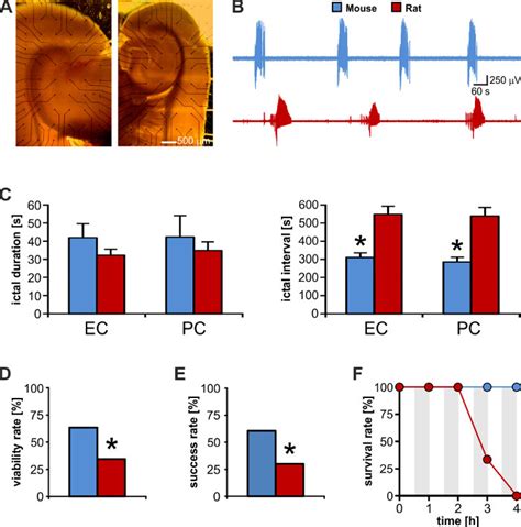 Mouse Brain Slices Offer A Higher Experimental Output Than Rat Brain Download Scientific