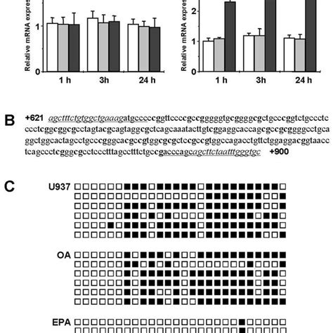 A Schematic Representation Of H Ras Exon 1 Intron 1 And Exon 2 B