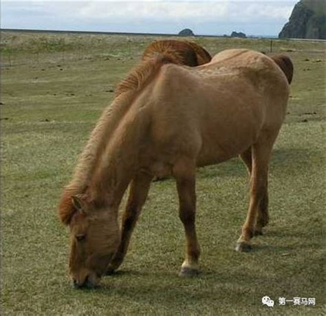 【一马学堂】马毛颜色许多种，你都知道哪一种？