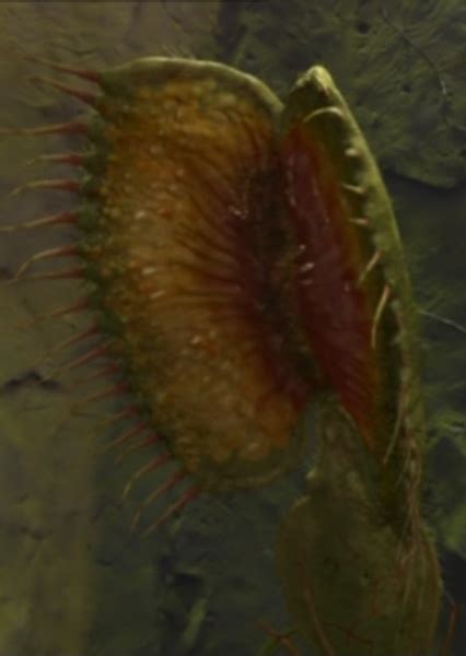 Giant Venus Flytrap Fan Casting