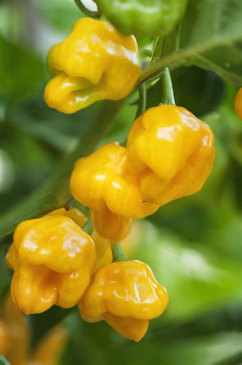Types Of Peppers You Can Grow In Your Garden