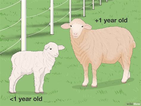 Lamb Vs Sheep Key Differences