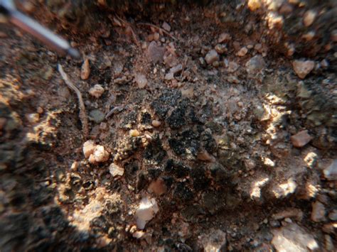 Collema Tenax Collema Tenax Picture Mushroom