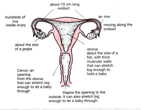 DIAGRAM Male Reproductive System Diagram Unlabeled MYDIAGRAM ONLINE