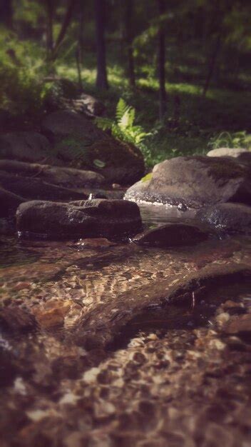 Premium Photo Surface Level Of Water In Forest