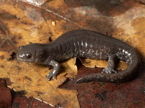Ambystoma Texanum Small Mouth Salamander Madison County Flickr