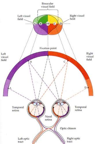Unit 6 Visual Processing Flashcards Quizlet