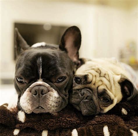 В Дании запретят разводить собак с плоской мордой Mixnews