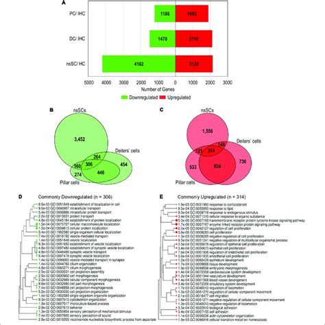 Differential Gene Expression Among Vertebrate Inner Ear Supporting
